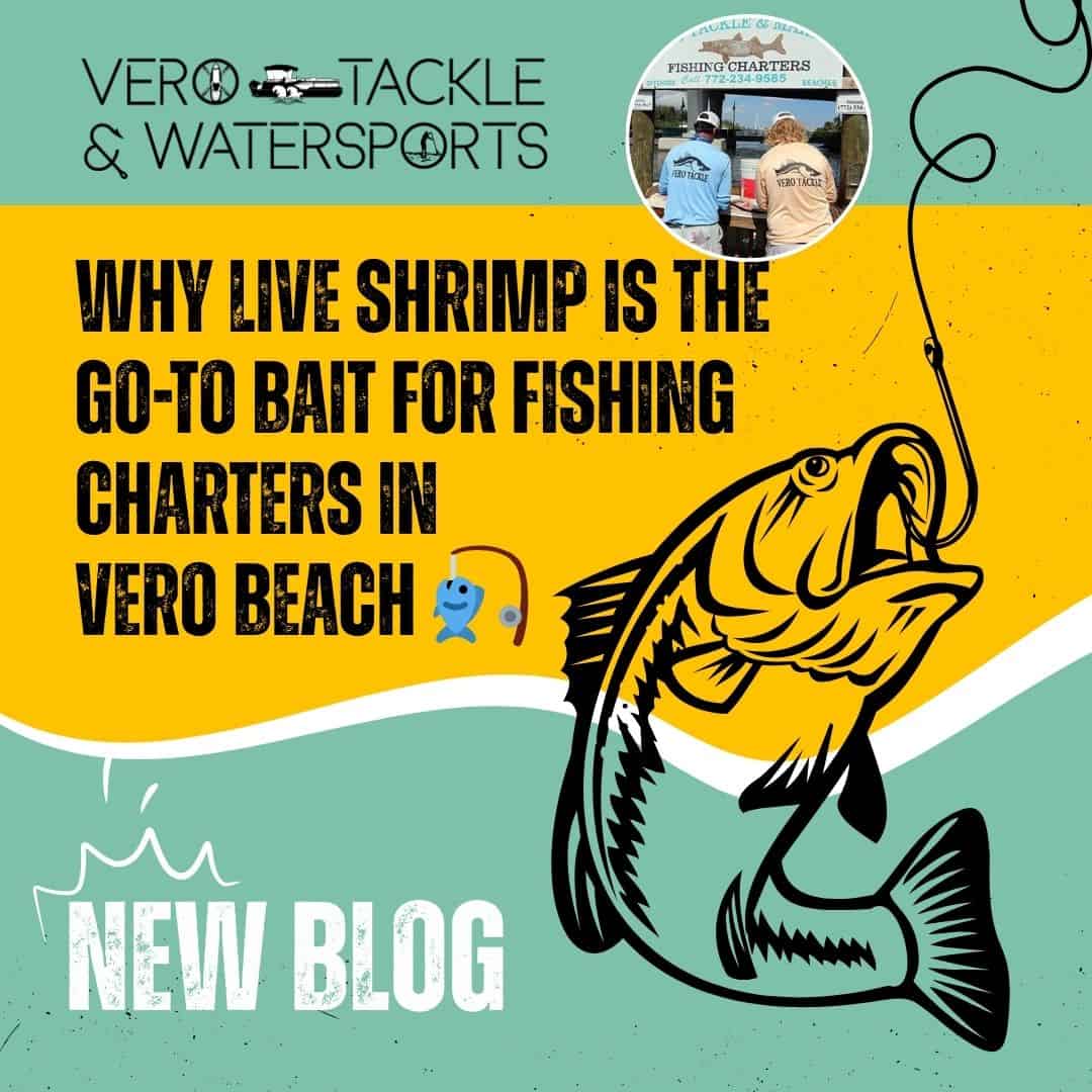 Why Live Shrimp is the Go-To Bait for Fishing Charters in Vero Beach 🎣 ...